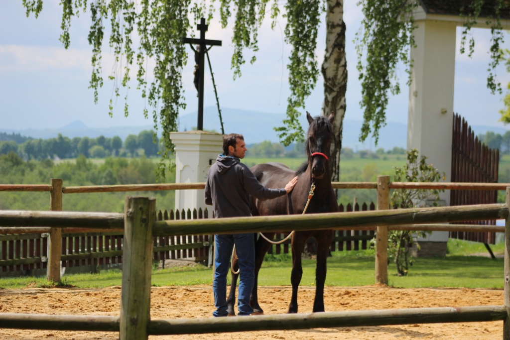 Invisible Horse Control - Training Programs — Invisible Horse Control